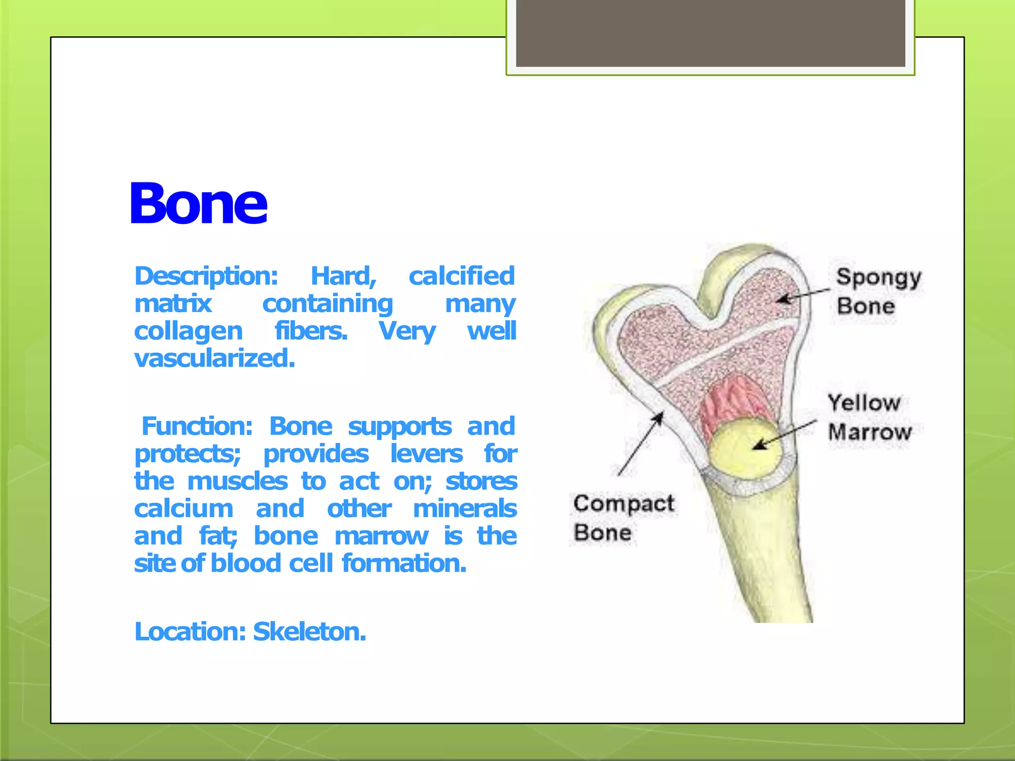 Anatomy And Physiology of Human tissues | PPTX