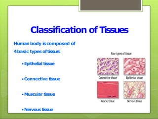 Anatomy And Physiology of Human tissues | PPTX