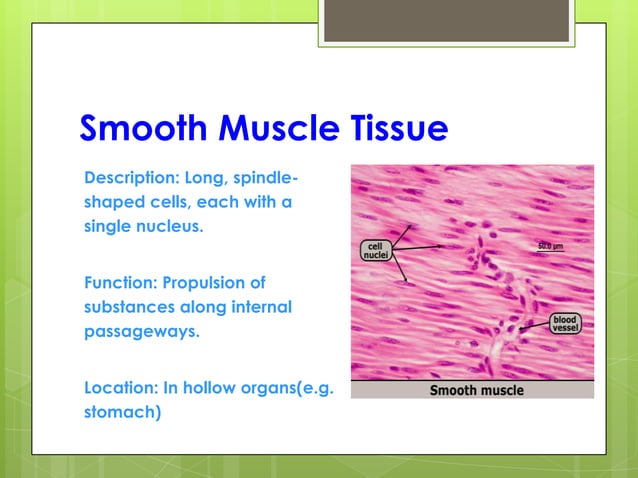 Human tissues | PPT