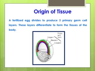 Human tissues | PDF