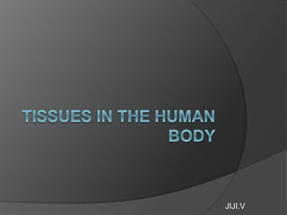 Human tissue | PPT