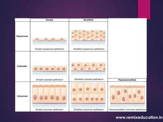 human tissue.pdf