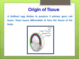 human tissue.pdf