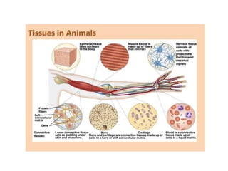Human tissues | PPT
