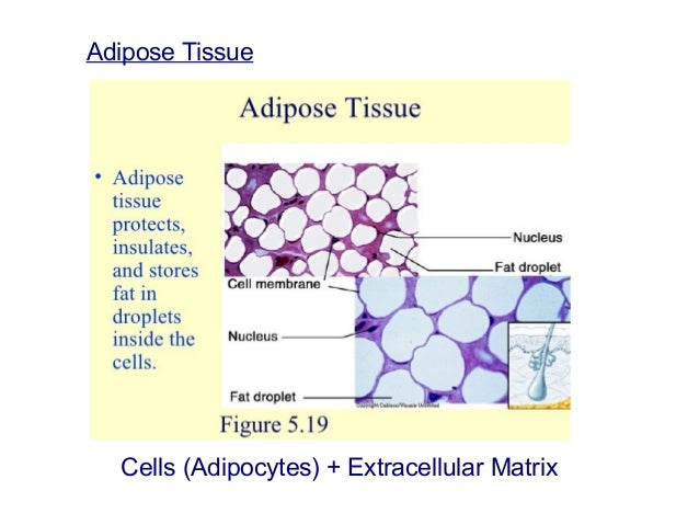 Adipose Tissue Matrix