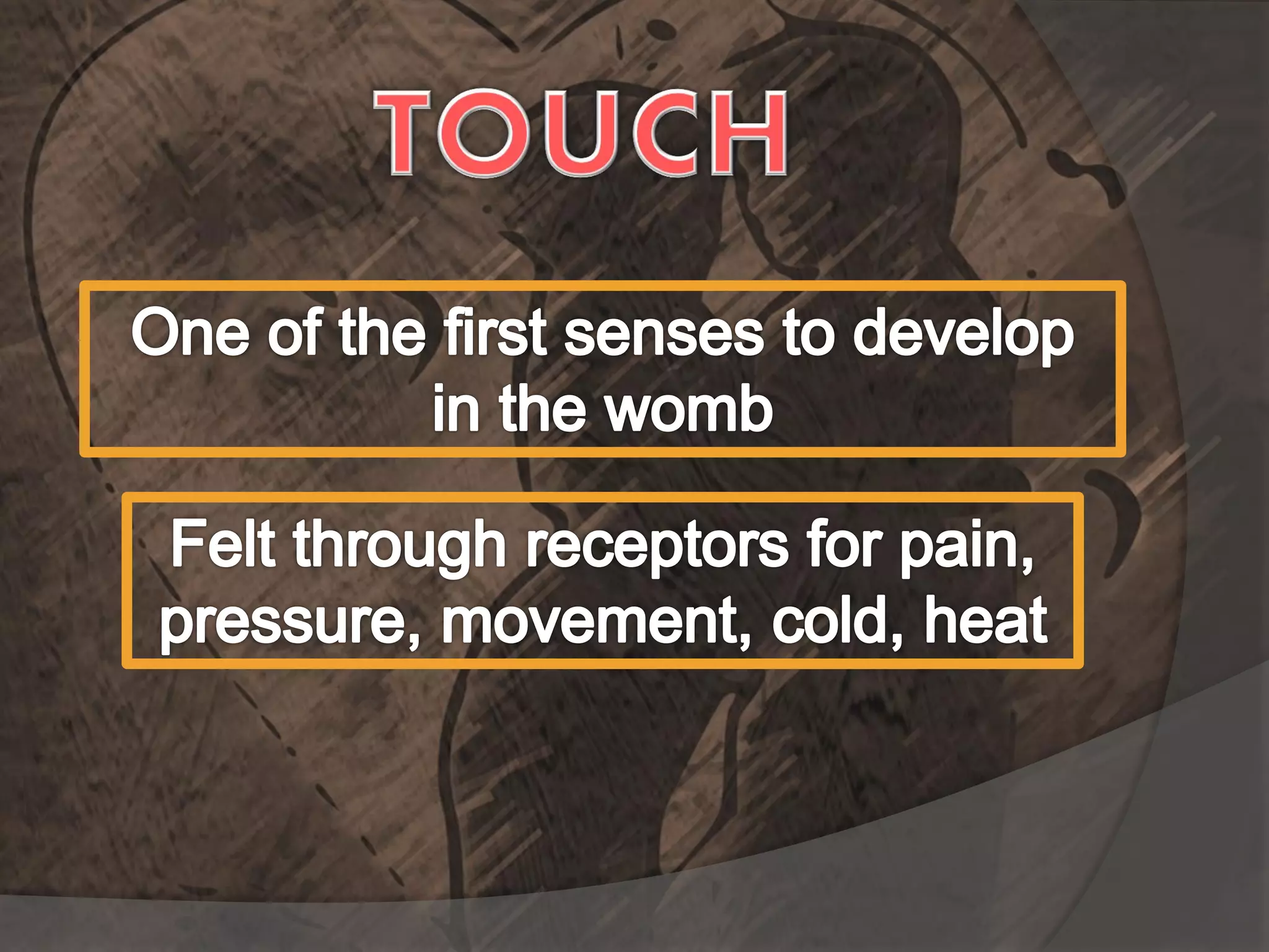 Human touch perception | PPT