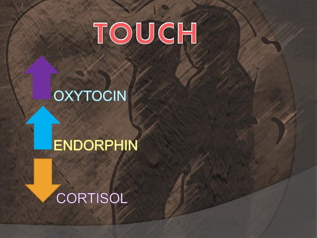 Human touch perception | PPT