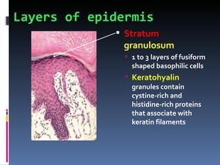Histology (Skin) - Part 1 | PPT