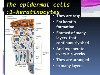 Histology (Skin) - Part 1 | PPT