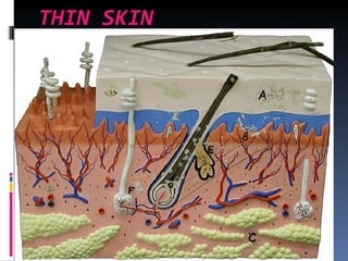 Histology (Skin) - Part 1 | PPT
