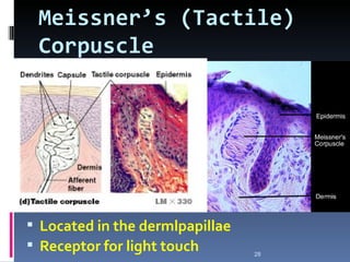 Histology (Skin) - Part 1 | PPT