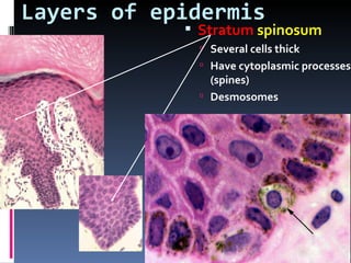 Histology (Skin) - Part 1 | PPT