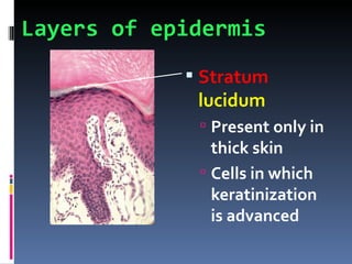 Layers Of Epidermis Histology