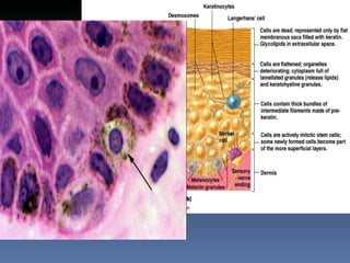 Merkel Cells Histology