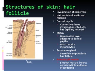 Histology (Skin) - Part 2 | PPT