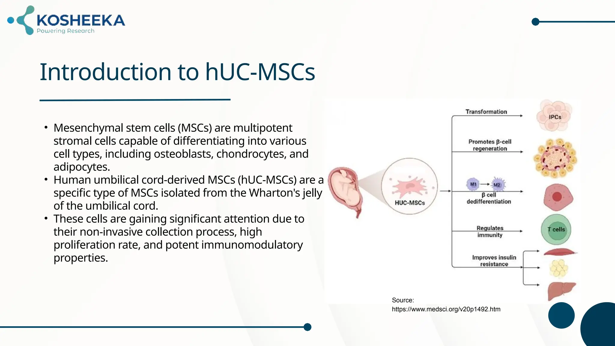 Human Umbilical Cord Derived Mesenchymal Stem Cells (hUC-MSCs).pptx ...