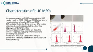 Human Umbilical Cord Derived Mesenchymal Stem Cells (hUC-MSCs).pptx ...