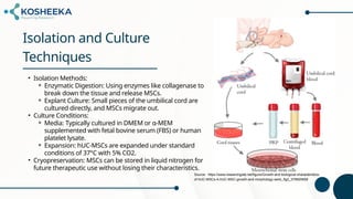 Human Umbilical Cord Derived Mesenchymal Stem Cells (hUC-MSCs).pptx ...