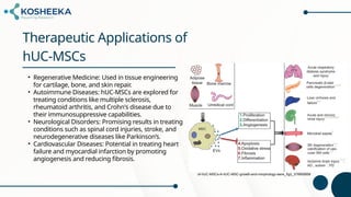 Human Umbilical Cord Derived Mesenchymal Stem Cells (hUC-MSCs).pptx