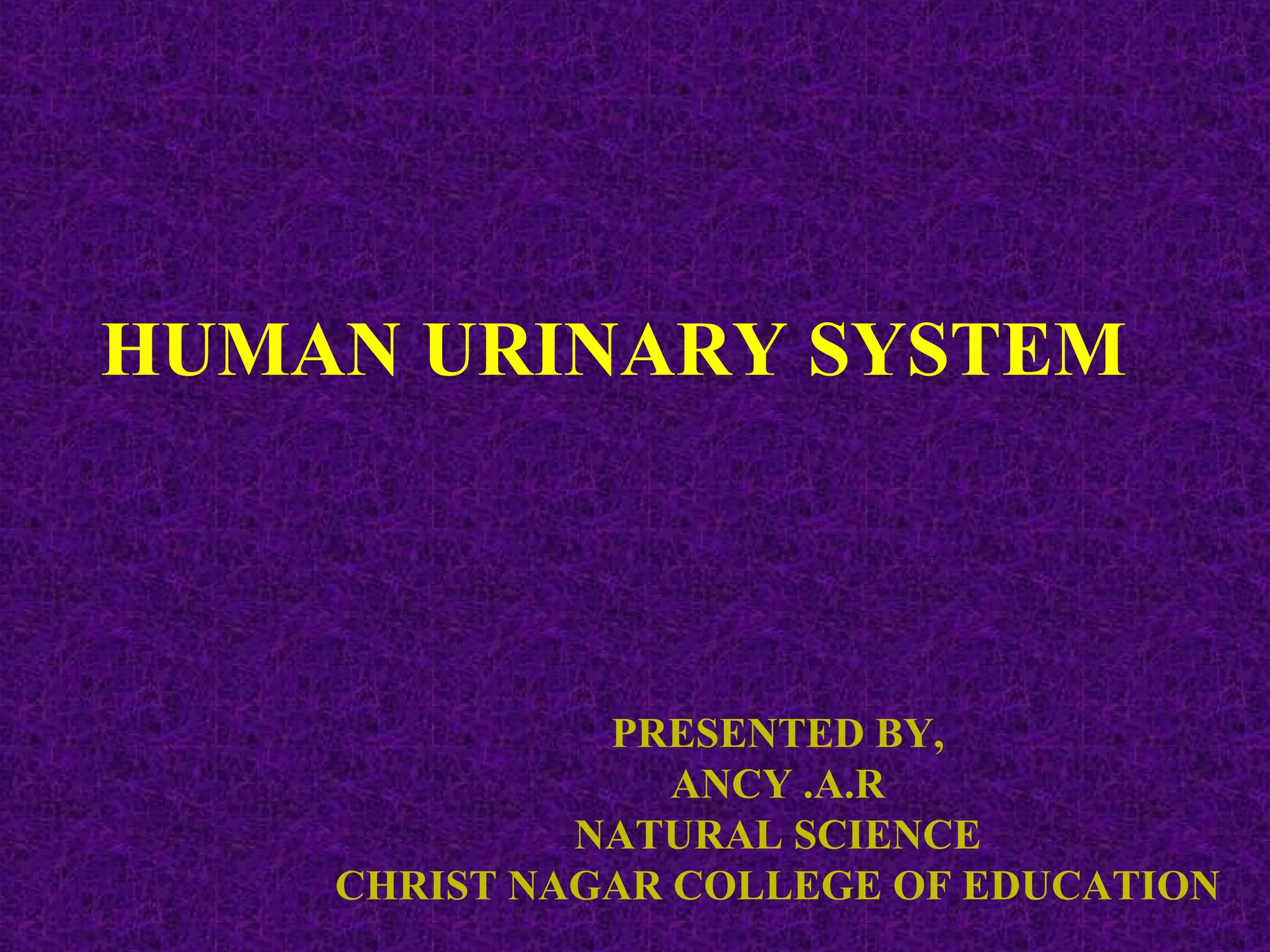 Human urinary system | PPT