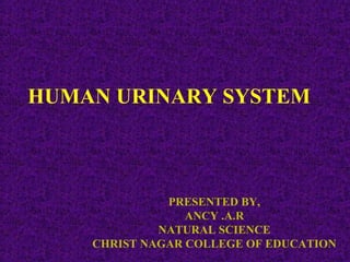 Human urinary system | PPT