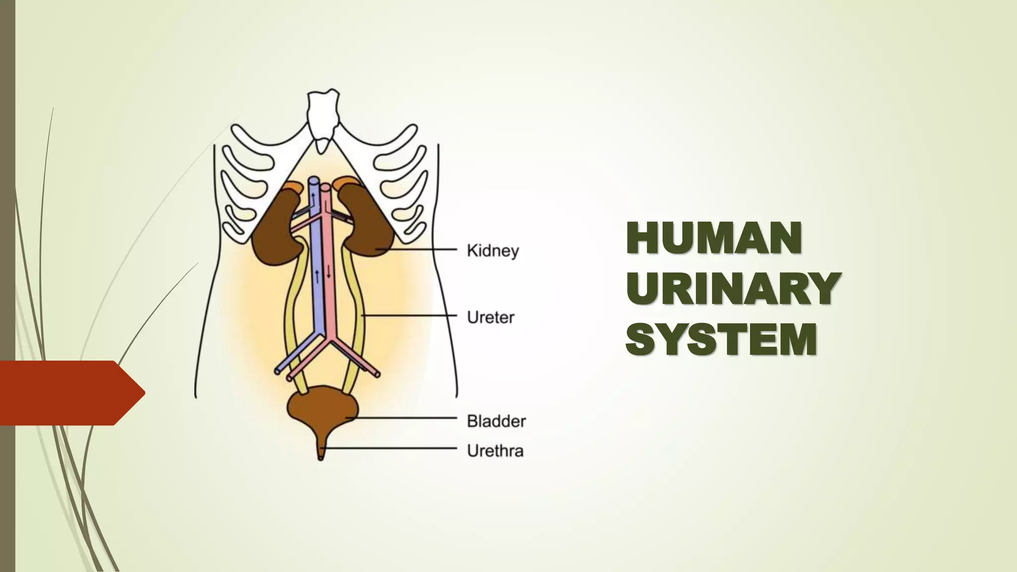 Human urinary system | PPT