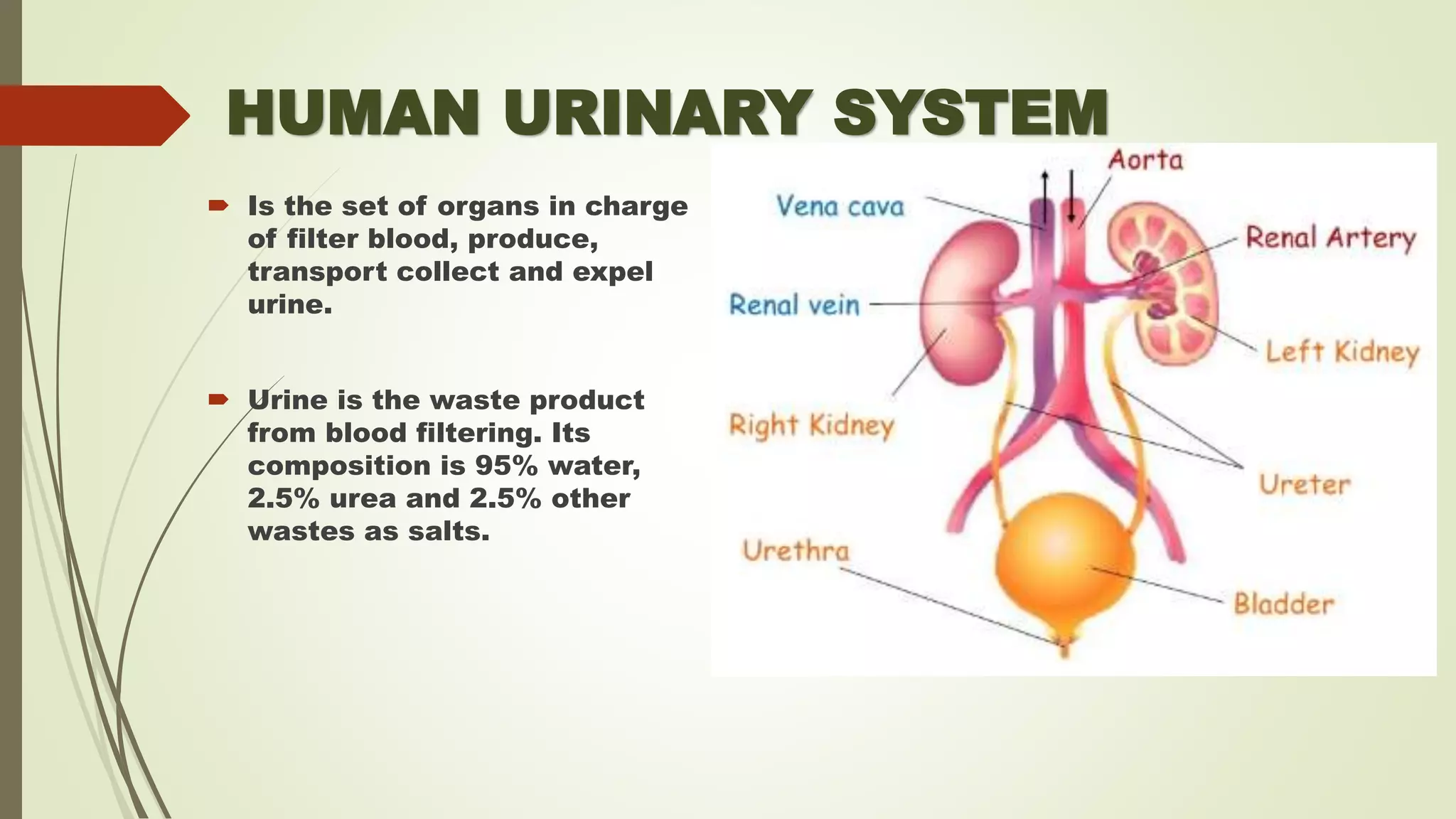 Human urinary system | PPT
