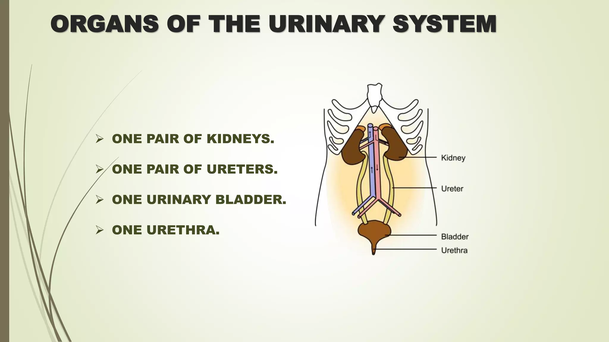 Human urinary system | PPTX