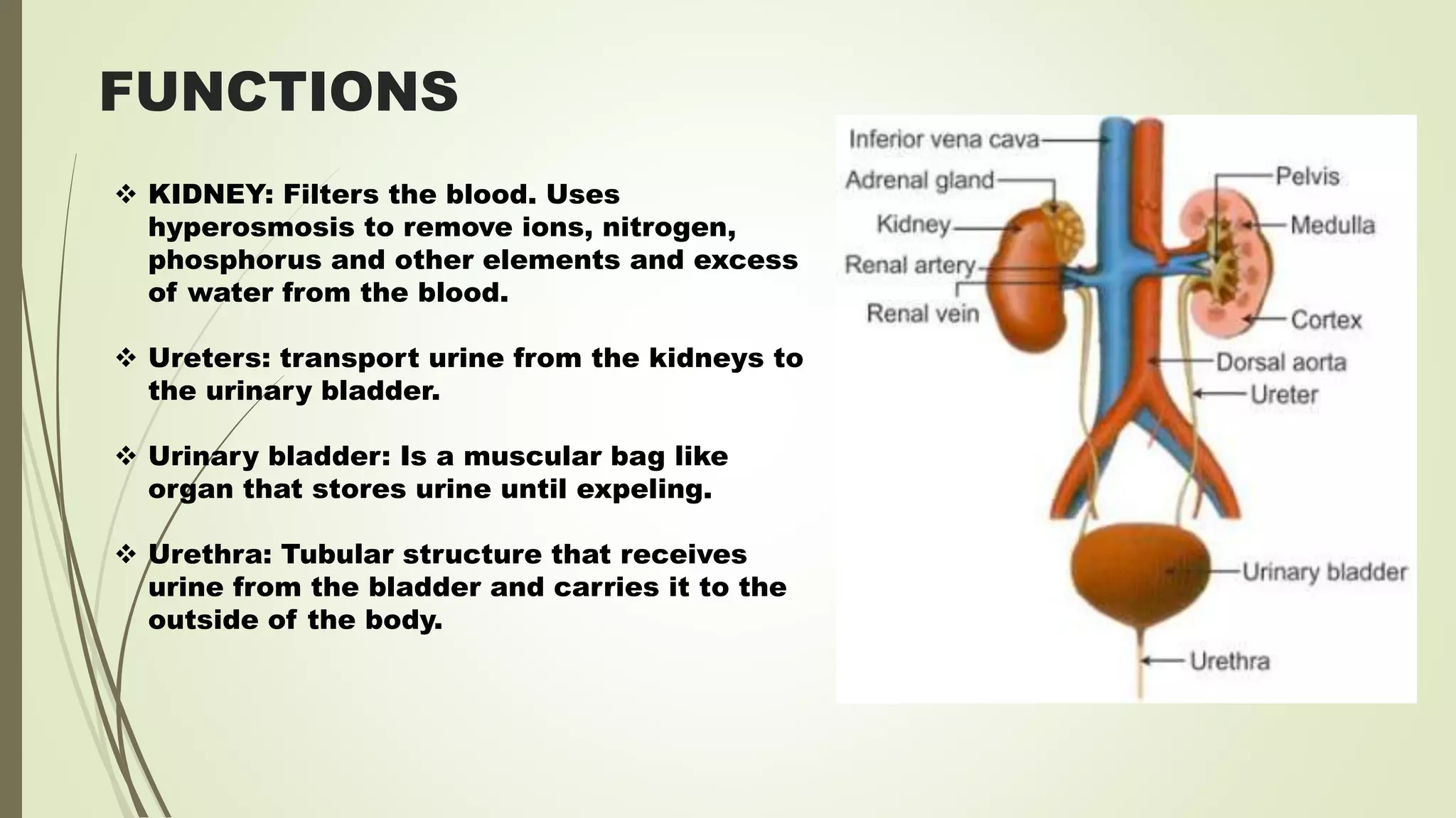 Human urinary system | PPT