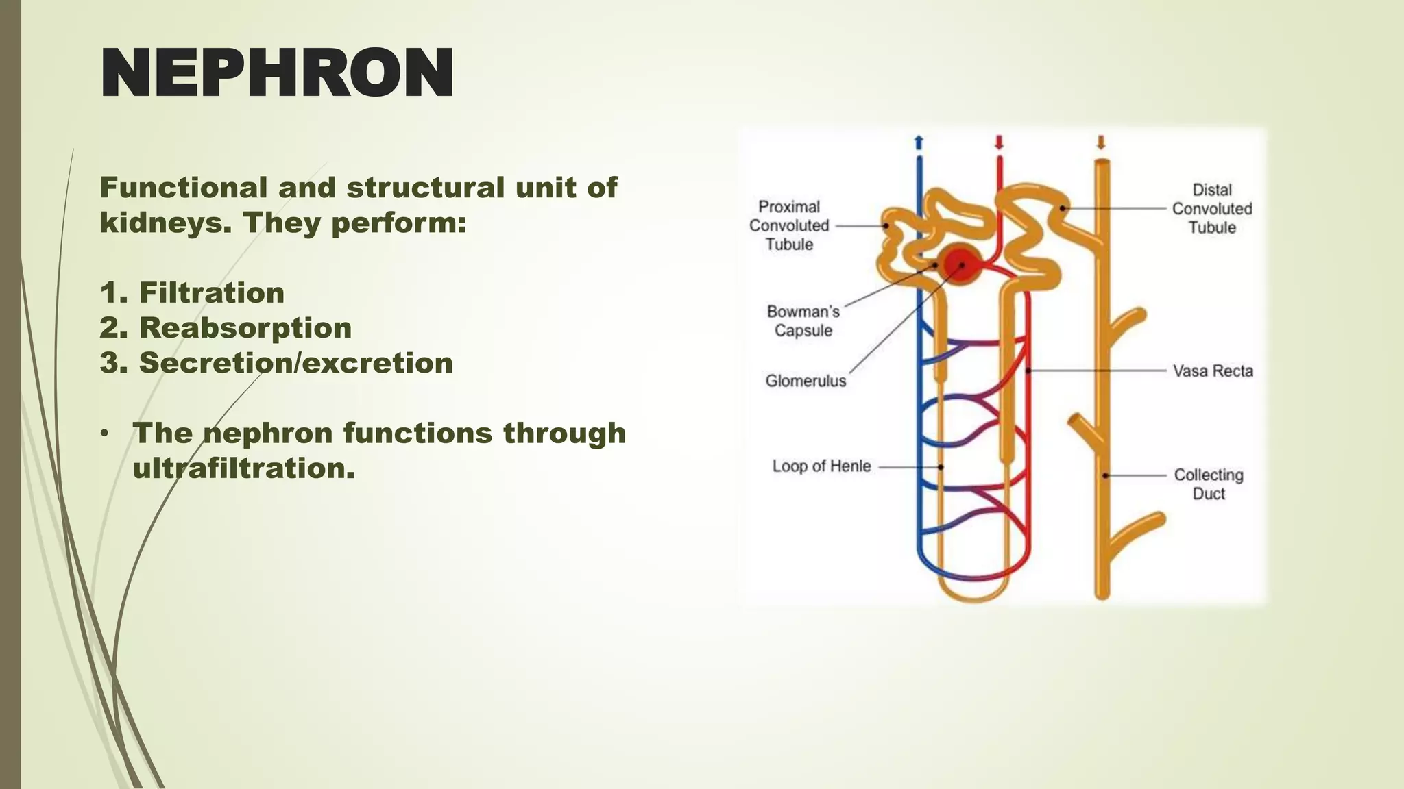 Human urinary system | PPTX