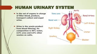 Human urinary system | PPTX