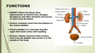 Human urinary system | PPTX | Science