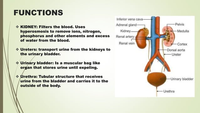 Human urinary system | PPT