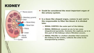 Human urinary system | PPTX