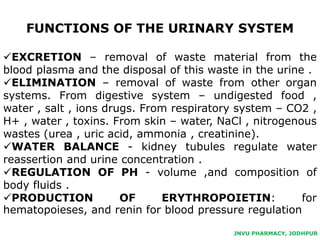 Human urinary system | PPT
