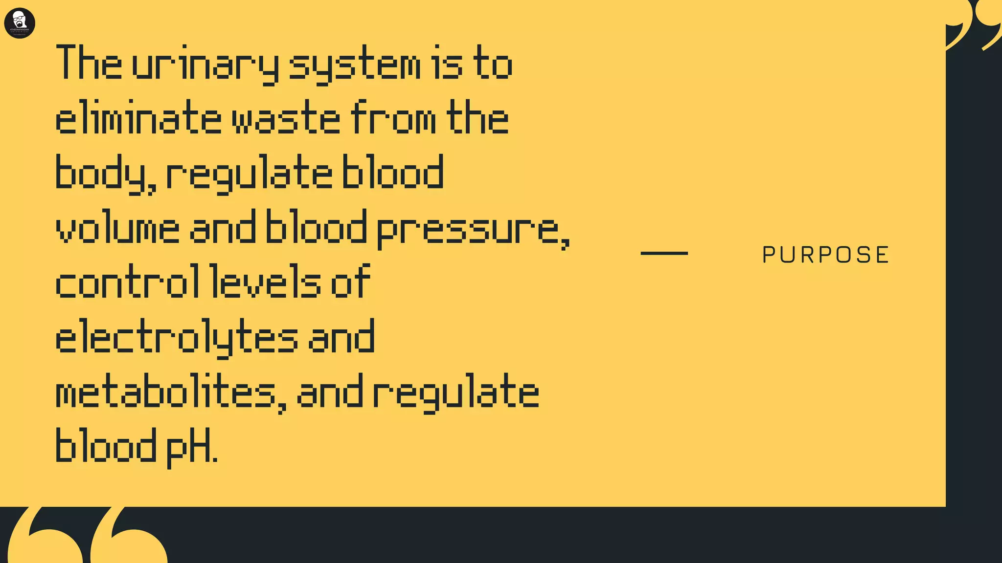 Human urinary system kidney(internal and external structure) | PPT