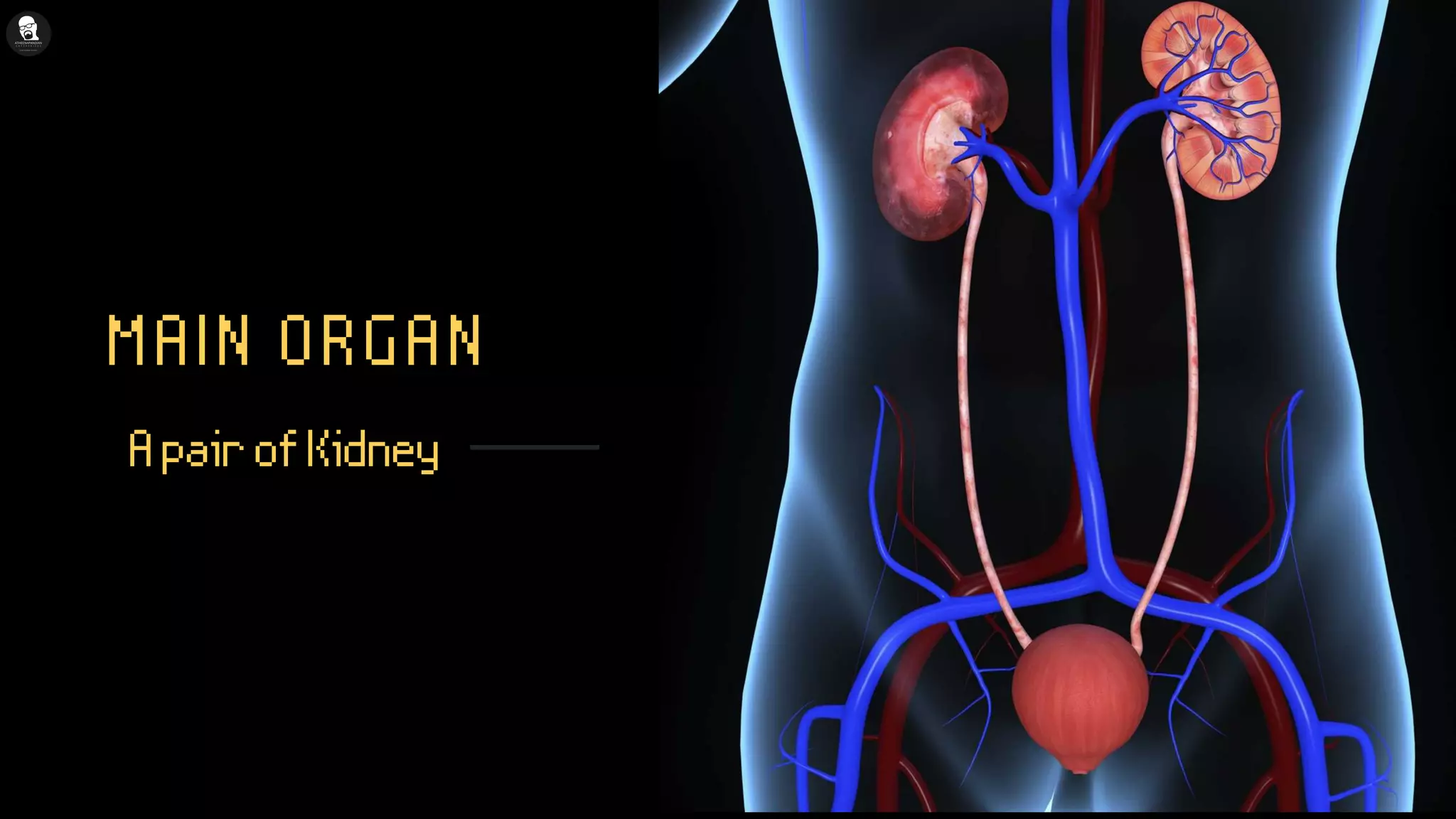 Human urinary system kidney(internal and external structure) | PPT