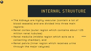 Human urinary system kidney(internal and external structure) | PDF