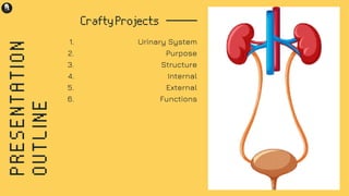 Human urinary system kidney(internal and external structure) | PPT
