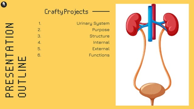 Human urinary system kidney(internal and external structure) | PPT