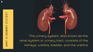 Human urinary system kidney(internal and external structure) | PDF