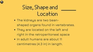 Human urinary system kidney(internal and external structure) | PPT