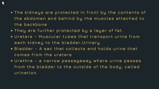 Human urinary system kidney(internal and external structure) | PDF