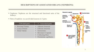 humanurinarysystemfinal-190417114649.pptx