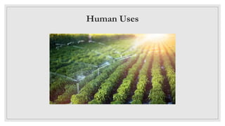 Human uses | PPT