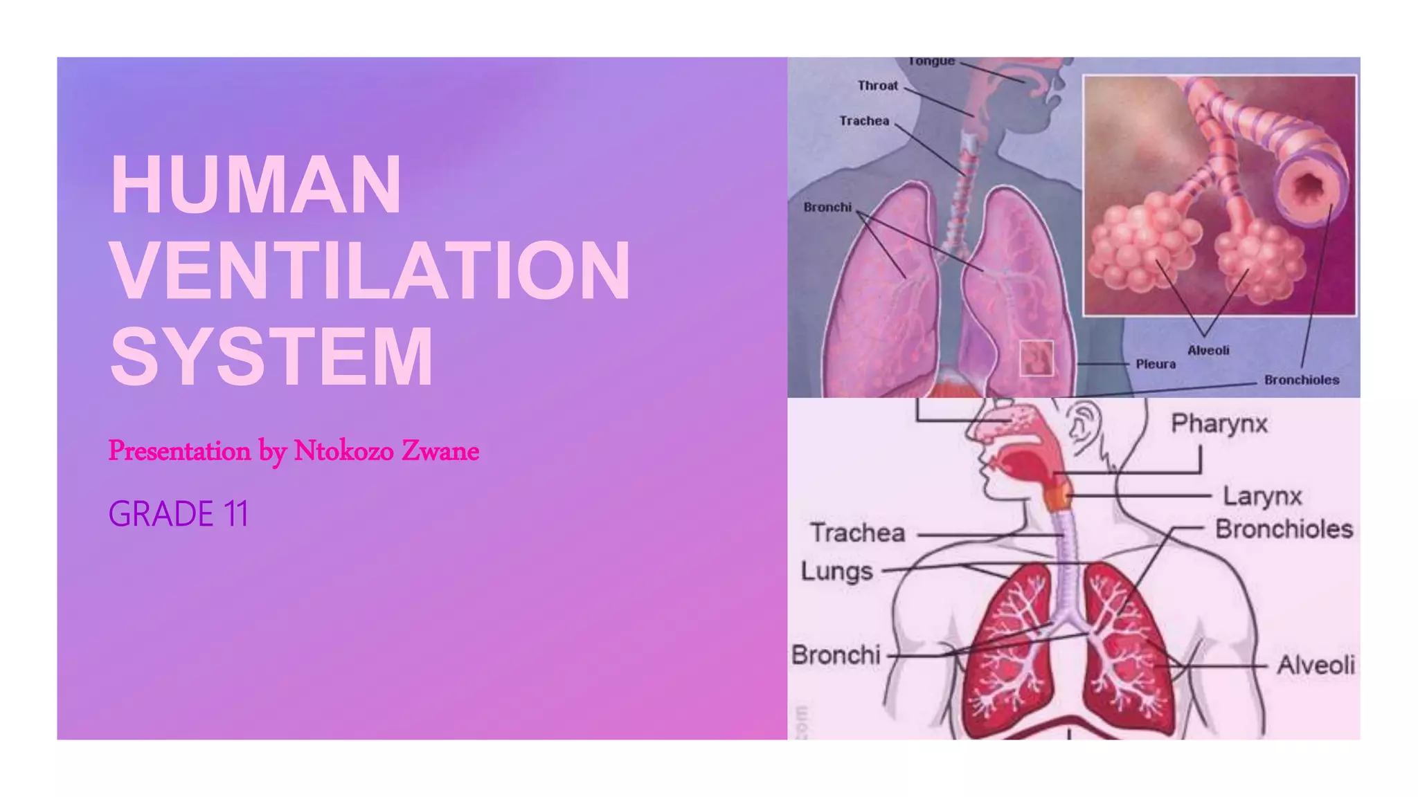 Human ventilation system repurposed presentation | PPT