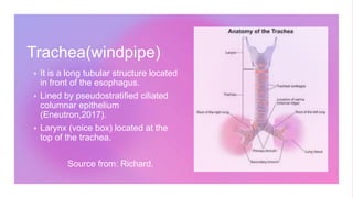 Human ventilation system repurposed presentation | PPT