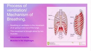 Human ventilation system repurposed presentation | PPT
