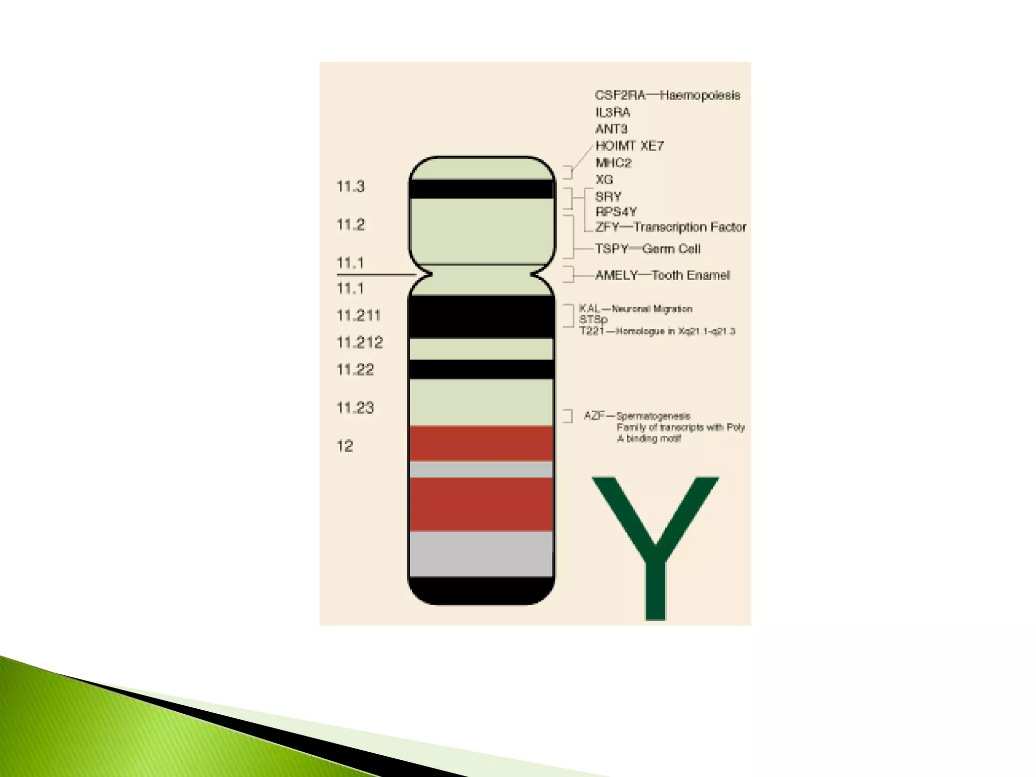 Human y chromosome | PPTX