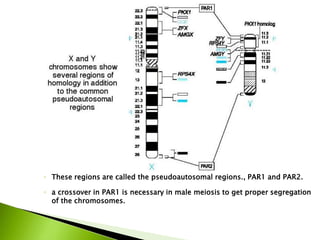 Human y chromosome | PPTX